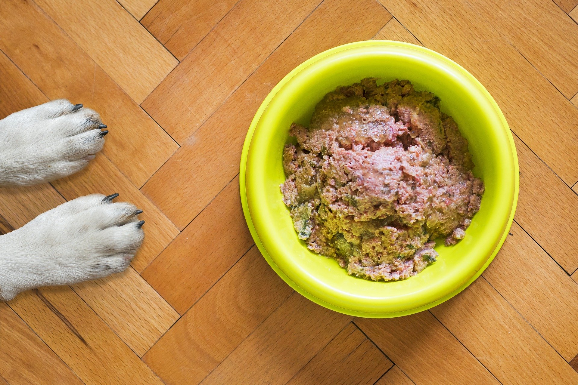 Tudo o que você precisa saber sobre alimentação canina - Vida PetsVida Pets